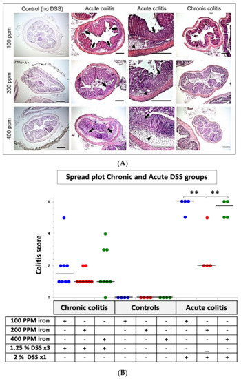 Long-Term Iron Deficiency and Dietary Iron Excess Exacerbate Acute ...