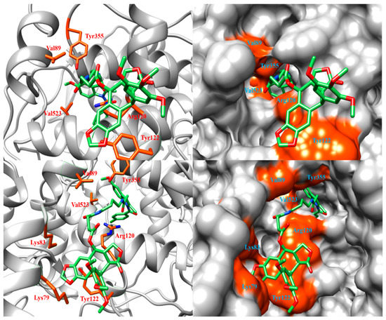 Evaluation of Selective COX-2 Inhibition and In Silico Study of Kuwanon ...