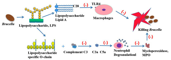 The Mechanism of Facultative Intracellular Parasitism of Brucella