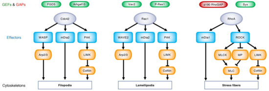 Rho GTPases in Retinal Vascular Diseases