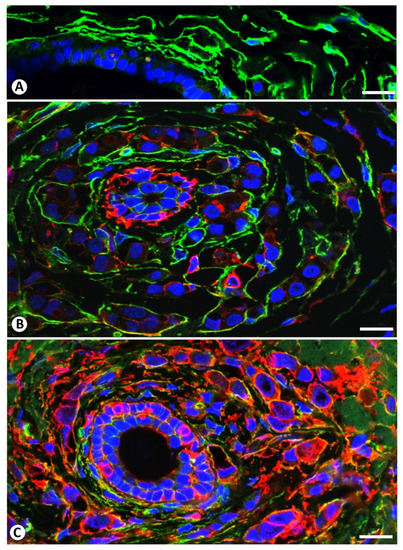 IJMS | Special Issue : Molecular Morphology and Function of Stromal Cells