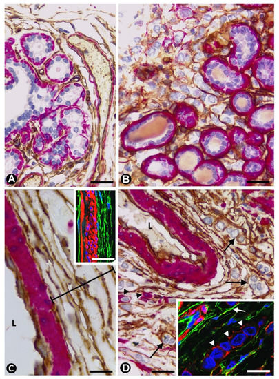 IJMS | Special Issue : Molecular Morphology and Function of Stromal Cells