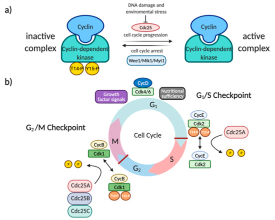 In Silico Identification of Small Molecules as New Cdc25 Inhibitors ...