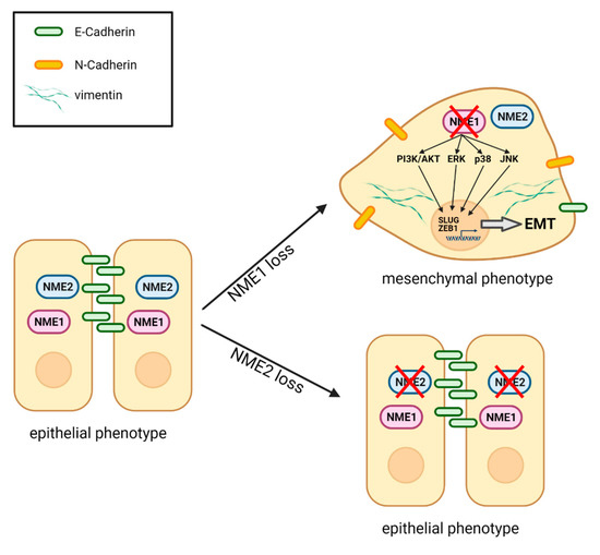 Loss of the Metastasis Suppressor NME1, But Not of Its Highly Related ...