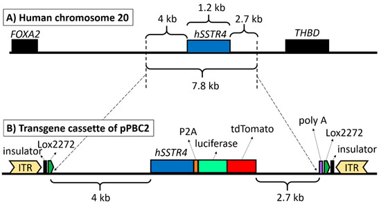 Human Somatostatin SST4 Receptor Transgenic Mice: Construction and ...