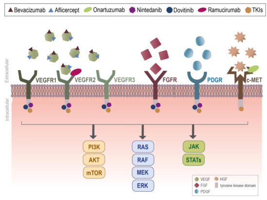 Anti-Angiogenic Therapy: Current Challenges and Future Perspectives