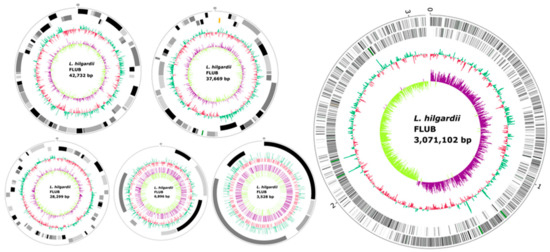 Genome and Pangenome Analysis of Lactobacillus hilgardii FLUB—A New ...