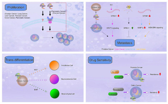 Functional Roles of SPINK1 in Cancers