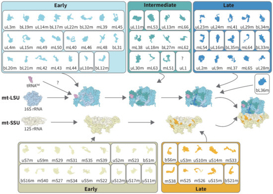 Human Mitoribosome Biogenesis and Its Emerging Links to Disease