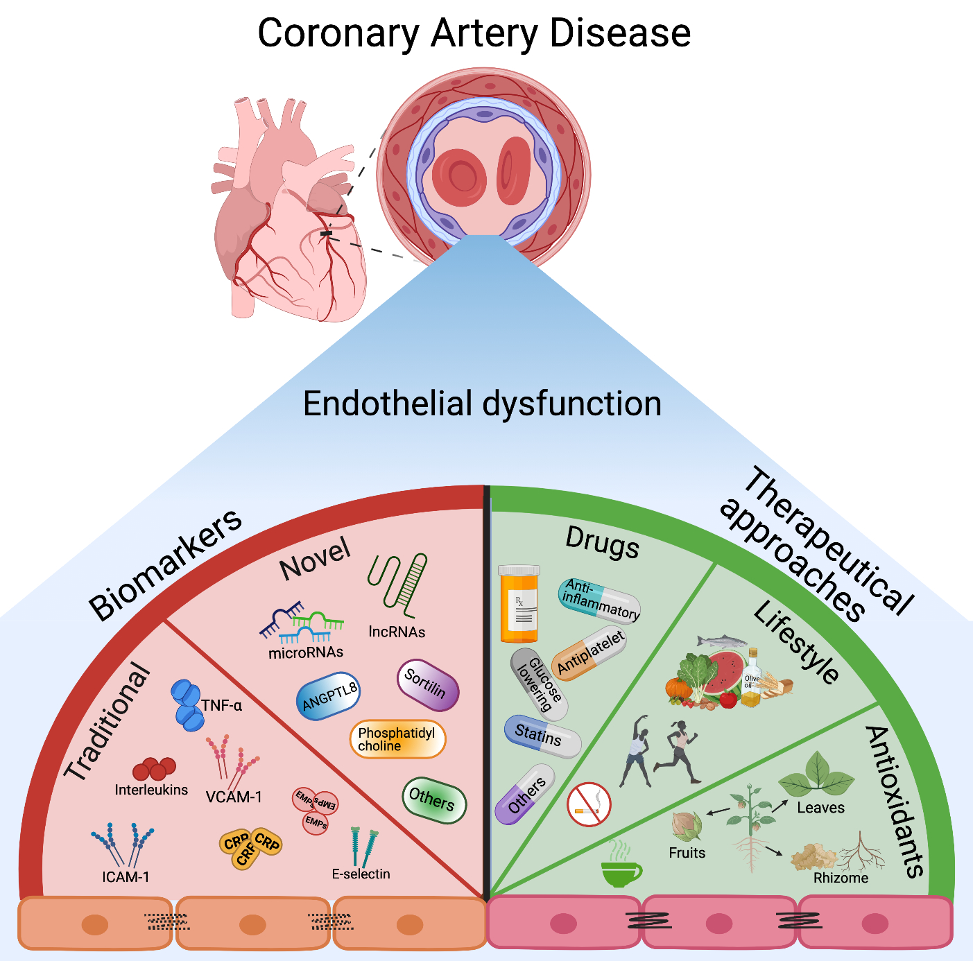 IJMS | Free Full-Text | Endothelial Dysfunction, Inflammation and Coronary Artery Disease ...