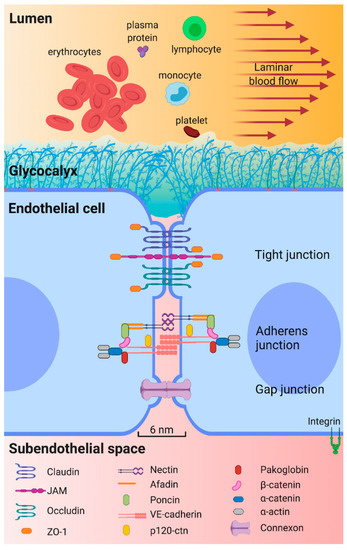 Endothelial Dysfunction, Inflammation and Coronary Artery Disease ...