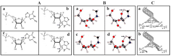 Prebiotic Pathway from Ribose to RNA Formation