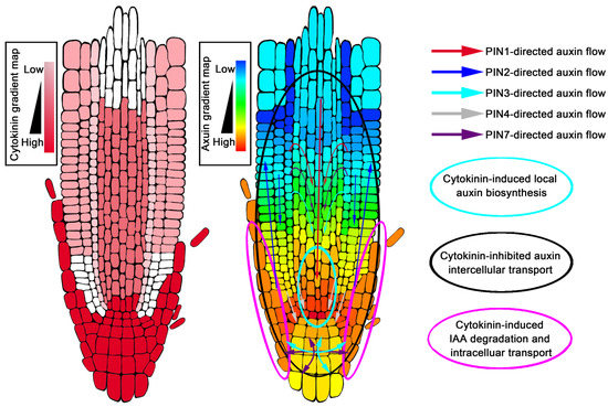 Cytokinin-Controlled Gradient Distribution of Auxin in Arabidopsis Root Tip