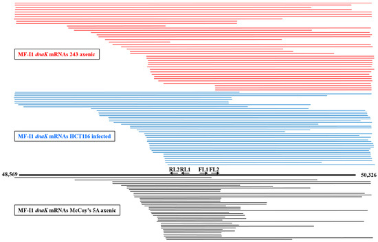 Analysis of DnaK Expression from a Strain of Mycoplasma fermentans in ...