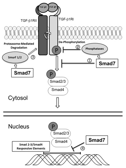 Involvement of Smad7 in Inflammatory Diseases of the Gut and Colon Cancer