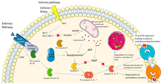 Molecular Imaging of Apoptosis: The Case of Caspase-3 Radiotracers
