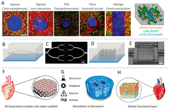3D Bioprinting of Human Tissues: Biofabrication, Bioinks, and Bioreactors
