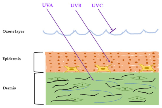 Inflammatory Molecules Associated with Ultraviolet Radiation-Mediated ...