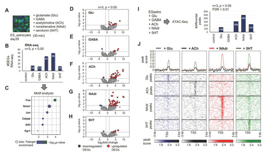 Mapping Astrocyte Transcriptional Signatures in Response to Neuroactive ...