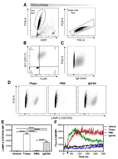 IJMS | Free Full-Text | Thapsigargin-Stimulated LAD2 Human Mast Cell ...