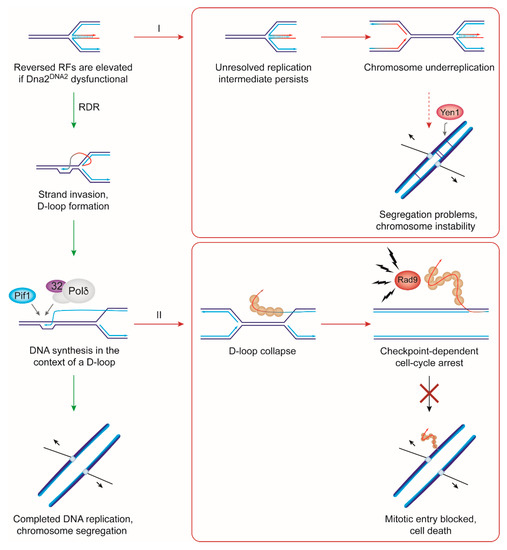 DNA2 in Chromosome Stability and Cell Survival—Is It All about ...