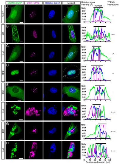 DCTN1 Binds to TDP-43 and Regulates TDP-43 Aggregation