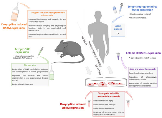 Reprogramming: Emerging Strategies to Rejuvenate Aging Cells and Tissues