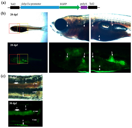Generation of a Novel Transgenic Zebrafish for Studying Adipocyte ...