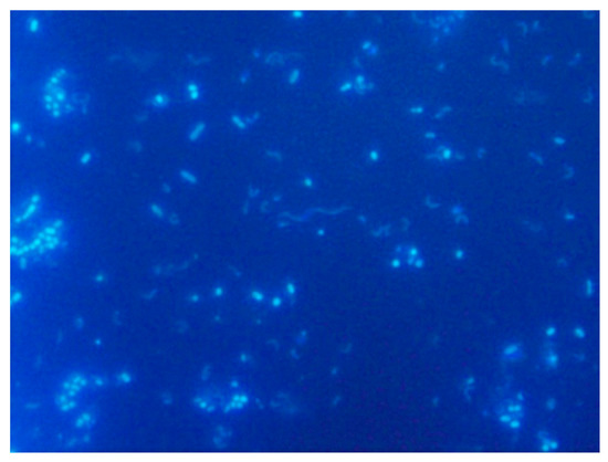 Microscopic Methods for Identification of Sulfate-Reducing Bacteria ...