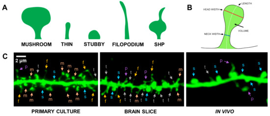 Quantification of Dendritic Spines Remodeling under Physiological ...