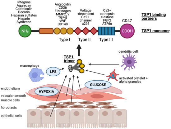 Thrombospondin-1 CD47 Signalling: From Mechanisms to Medicine