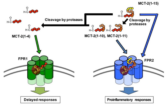 IJMS | Free Full-Text | Mitocryptide-2: Identification of Its Minimum ...