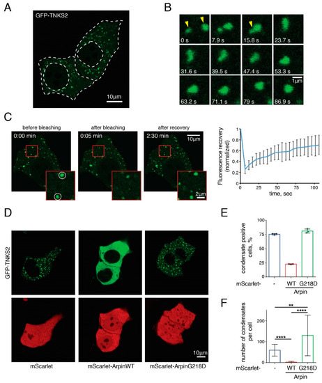 IJMS | Free Full-Text | Arpin Regulates Migration Persistence by ...