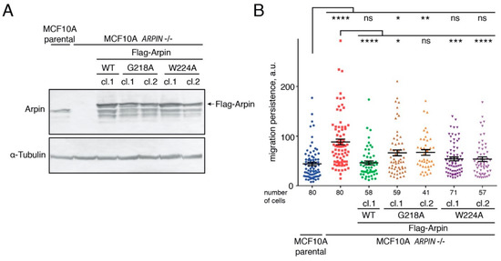 IJMS | Free Full-Text | Arpin Regulates Migration Persistence by ...