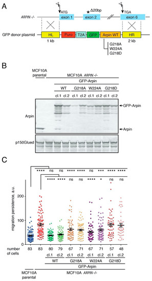 IJMS | Free Full-Text | Arpin Regulates Migration Persistence by ...
