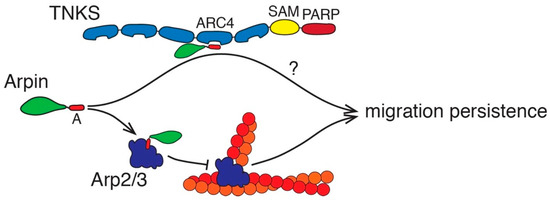 IJMS | Free Full-Text | Arpin Regulates Migration Persistence by ...
