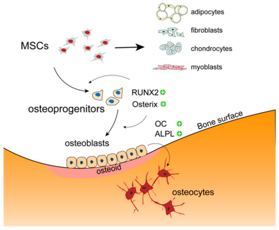 Glucose Metabolism in Osteoblasts in Healthy and Pathophysiological Conditions