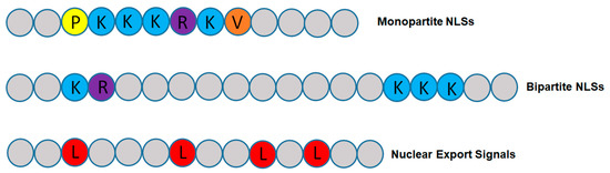 Nucleocytoplasmic Transport: Regulatory Mechanisms and the Implications ...