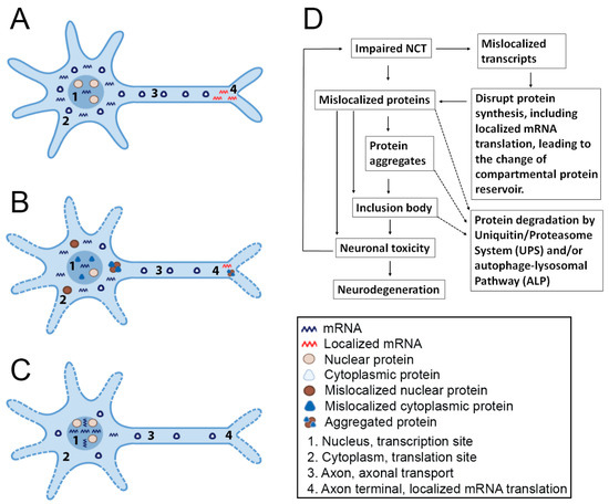 Nucleocytoplasmic Transport: Regulatory Mechanisms and the Implications ...