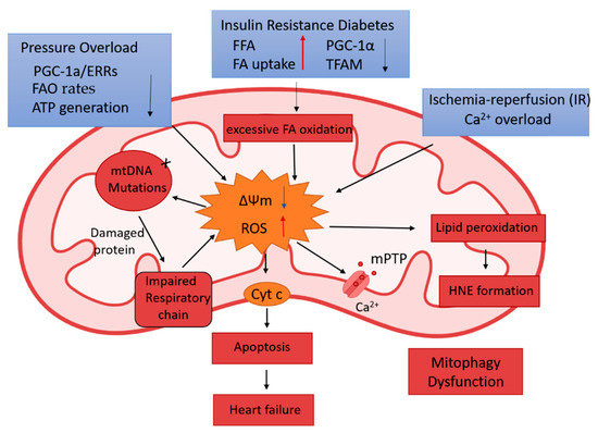 Structural and Functional Remodeling of Mitochondria in Cardiac Diseases