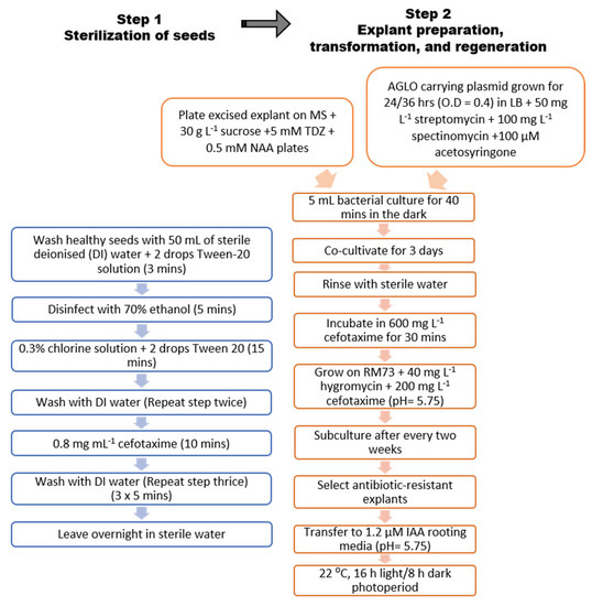 An Improved Protocol for Agrobacterium-Mediated Transformation in ...