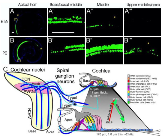 Development in the Mammalian Auditory System Depends on Transcription ...