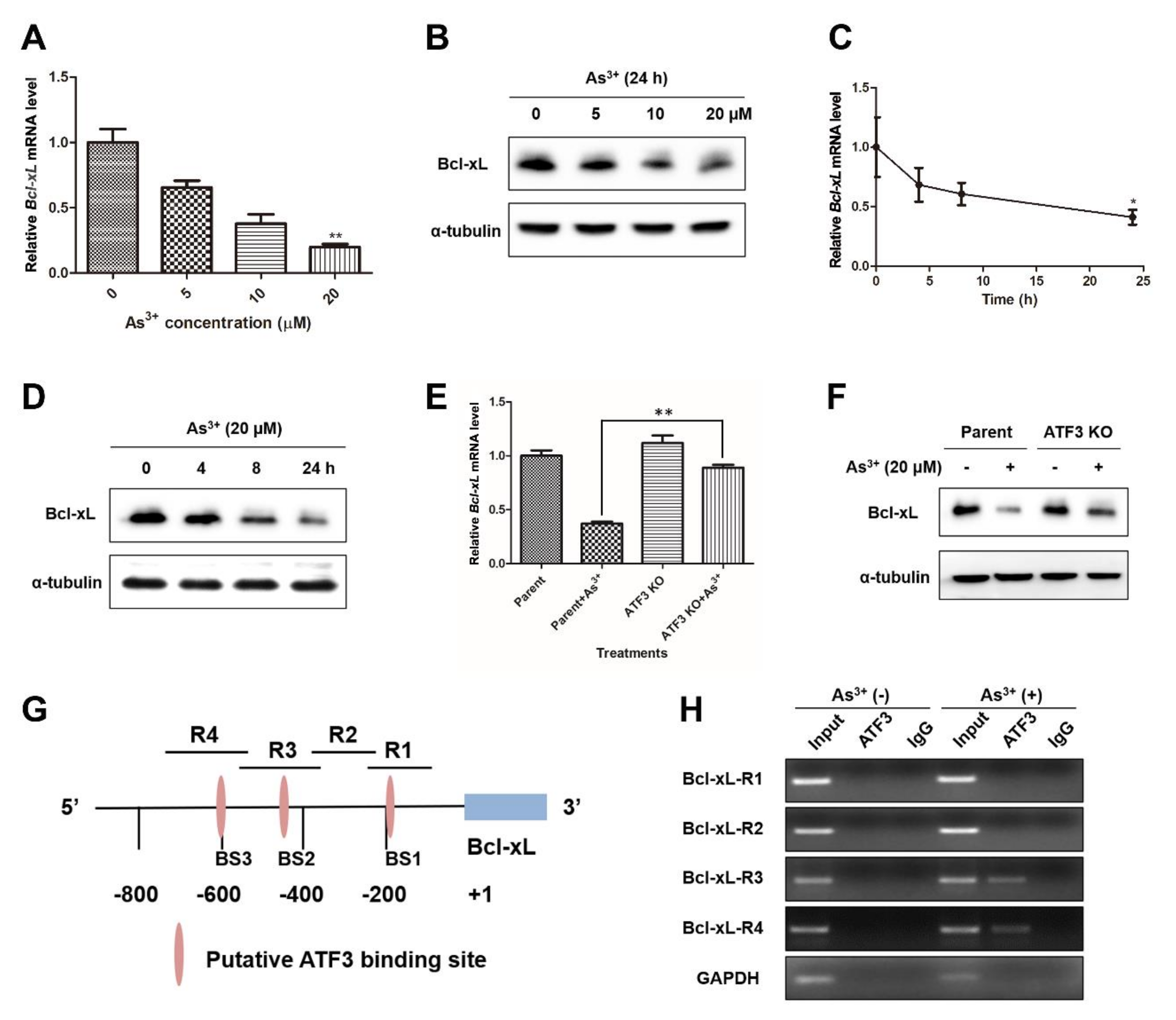 Ijms Free Full Text Atf3 Promotes Arsenic Induced Apoptosis And