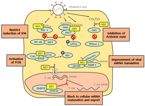 Structure and Activities of the NS1 Influenza Protein and Progress in ...
