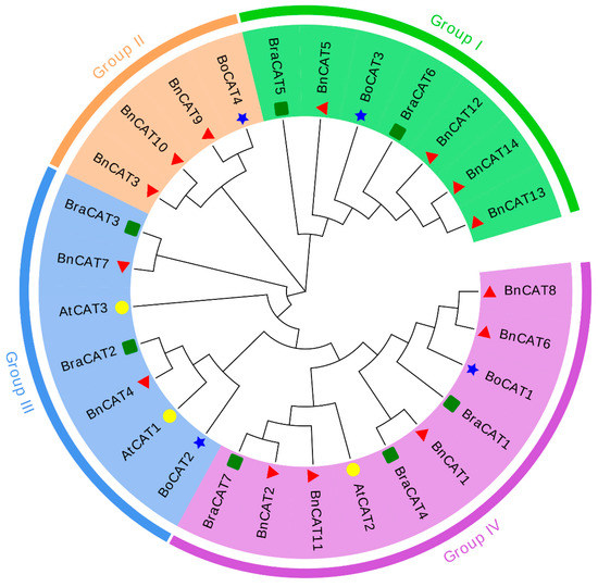 Catalase (CAT) Gene Family in Rapeseed (Brassica napus L.): Genome-Wide ...
