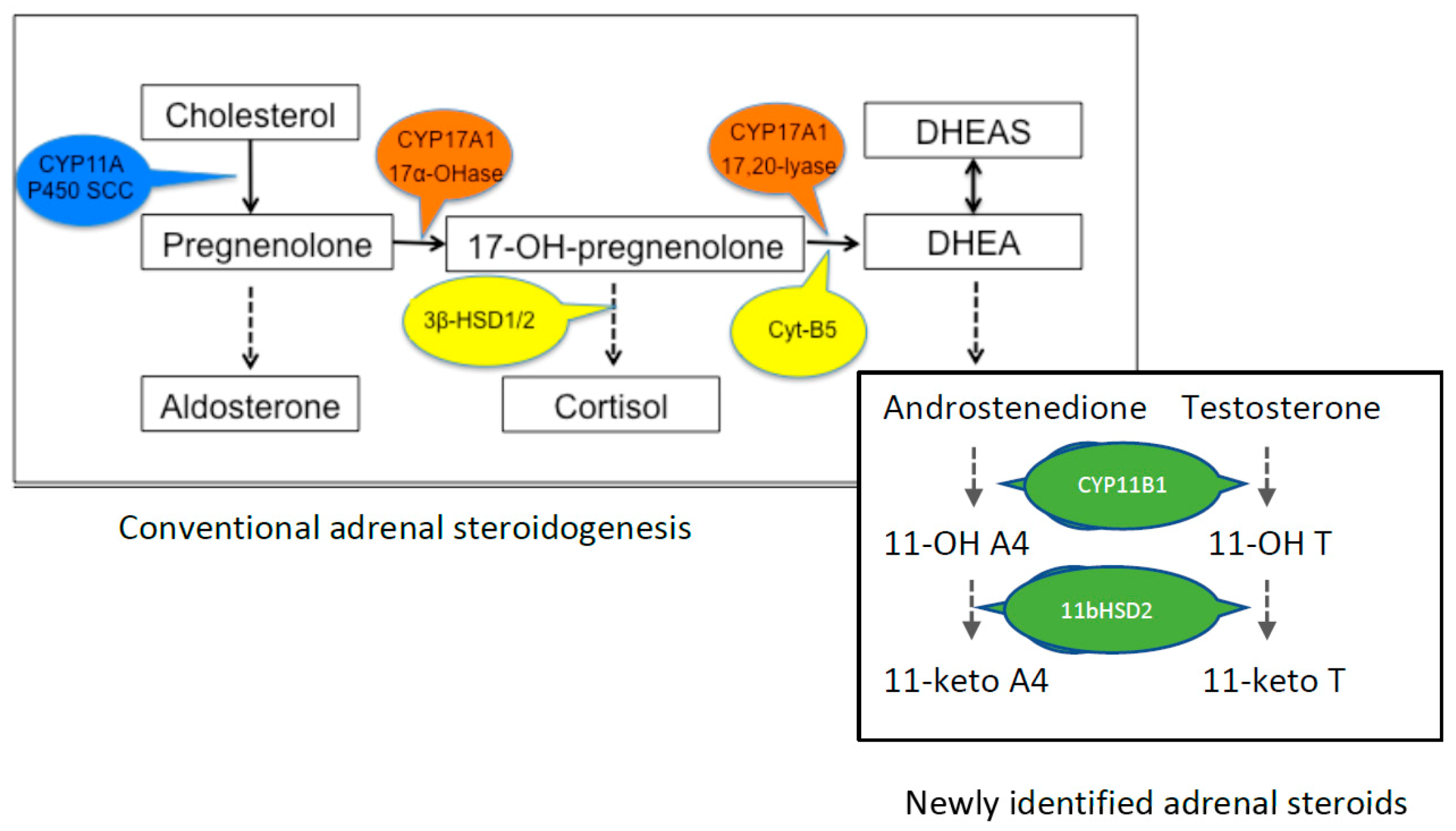 Dhea Pathway