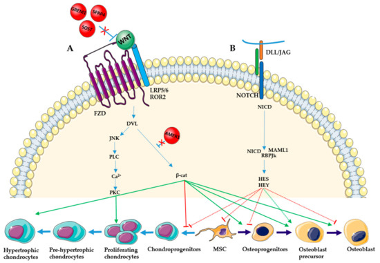 Signaling Pathways in Bone Development and Their Related Skeletal Dysplasia