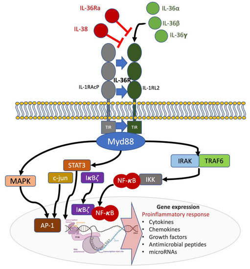 Exploring the Role of IL-36 Cytokines as a New Target in Psoriatic Disease