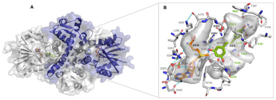 Rational Design of Resveratrol O-methyltransferase for the Production ...