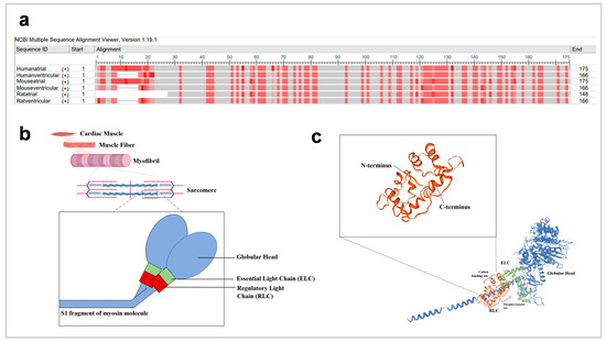 Functions Of Myosin Light Chain 2 Myl2 In Cardiac Muscle And Disease ...